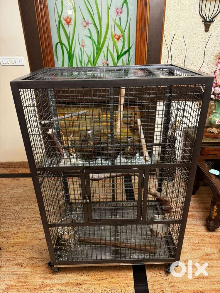 Exotic bird cage - Pet Food & Accessories in Bannerghatta, Bengaluru ...