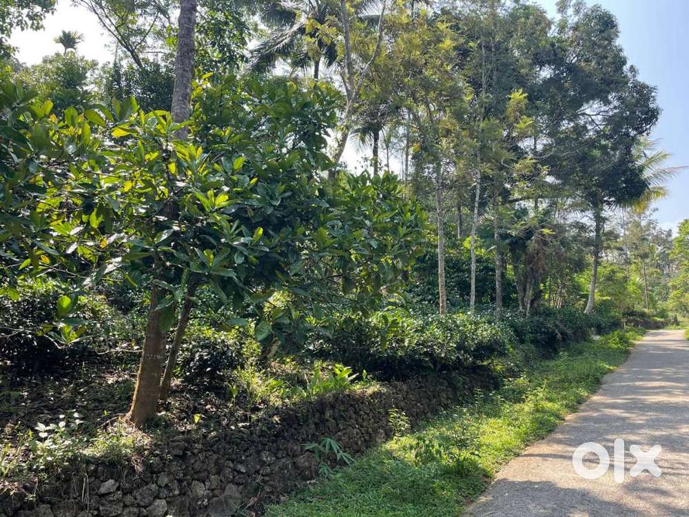 1.68 Acres of Road frontage land with house near Vagamon - Lands ...