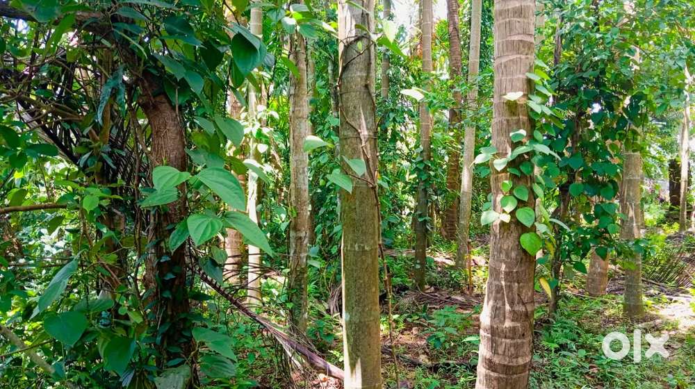 Selling 60 cent plot and coconut arecnut peppar planet and vegitable ...