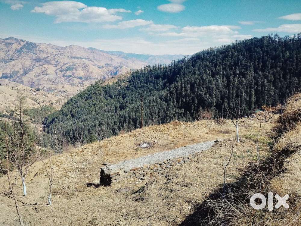 14 Bigha Apple Orchard Land for Sale – Fagu Prime 13 km from National ...