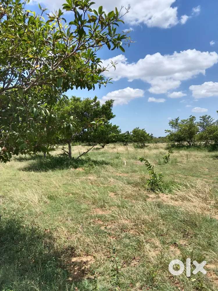 Low budget lands in trichy - Lands & Plots - 1820199522