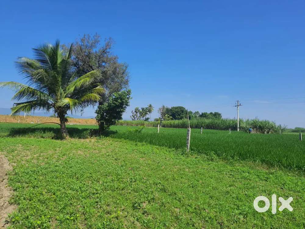 15 cents land at 650000 per cent - Lands & Plots - 1815075953