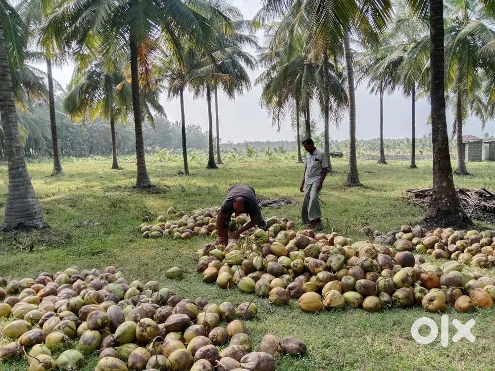3 Acres beautiful coconut farm with house, cow farm & drip - Lands ...