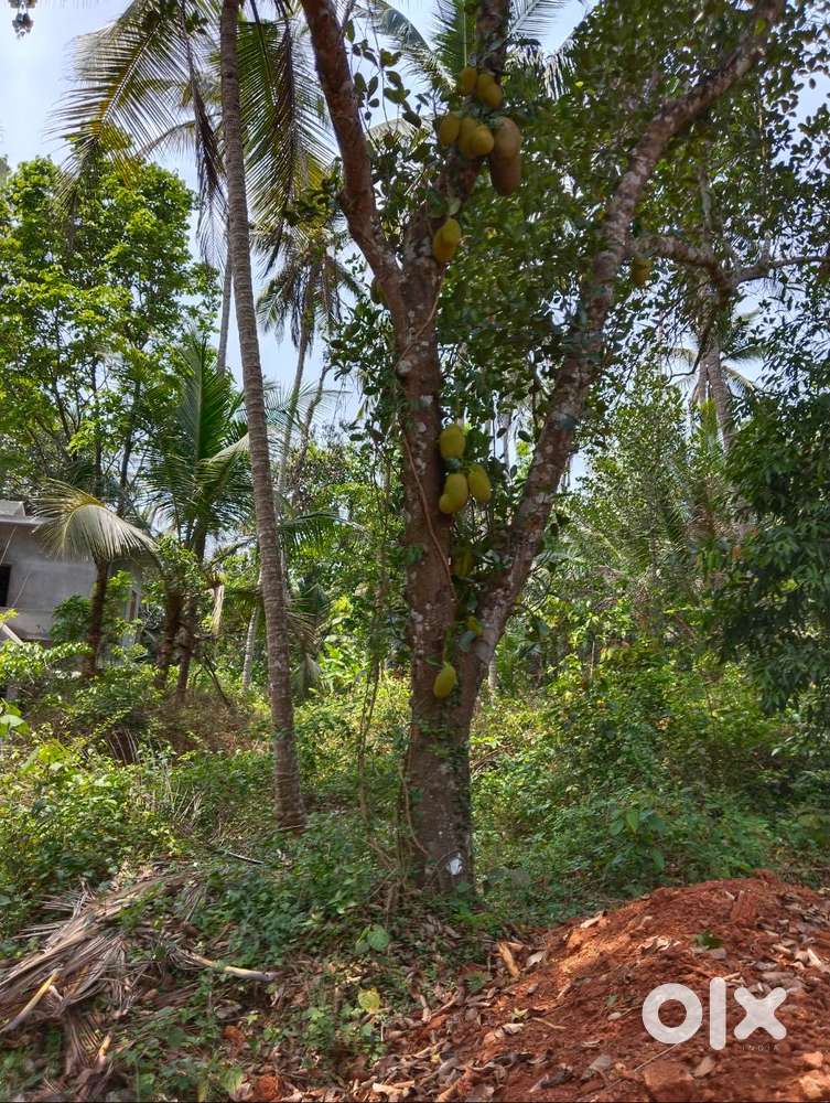 Plot ready to construct a house with well - Lands & Plots - 1798298711