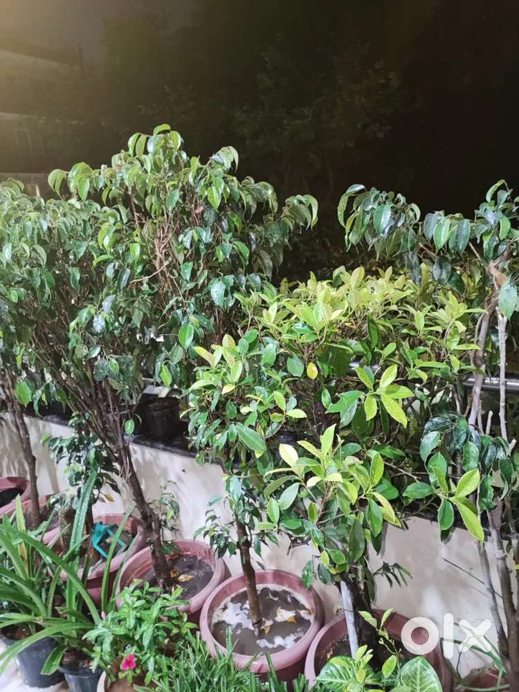 Plants ficus 10 yr old - Home Decor & Garden - 1801643489