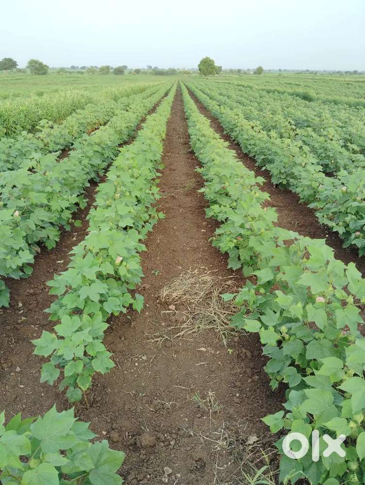 Farm land for sell in Bhatkuli - Lands & Plots - 1795540712