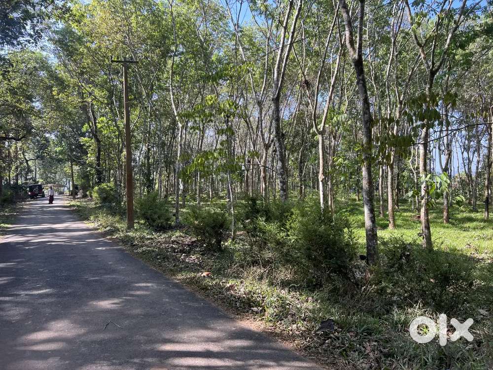 50 CENT HOUSE/ VILLA PLOT FOR SALE IN PAYYAMPALLY, WAYANAD - Lands ...