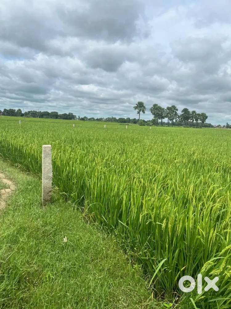 Rajgir nagar nigam ke andar bhut kam price prr - Lands & Plots - 1826265943