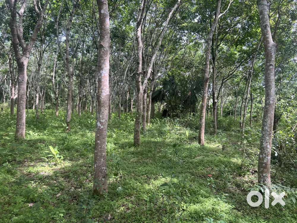 Wayanad Land - Lands & Plots for sale in Kerala | OLX