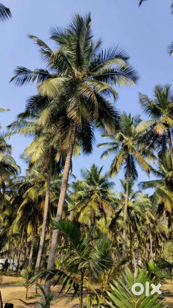 Low purged coconut farm sales - Lands & Plots - 1799359103