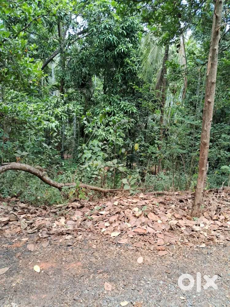 Settlement zone plot 233 sqmtr near borim bridge - Lands & Plots - 1803729115