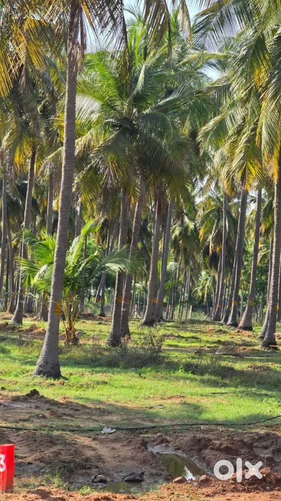 தென்னந்தோப்பு விற்பனைக்கு - Lands & Plots in Fenner Rubber Factory ...