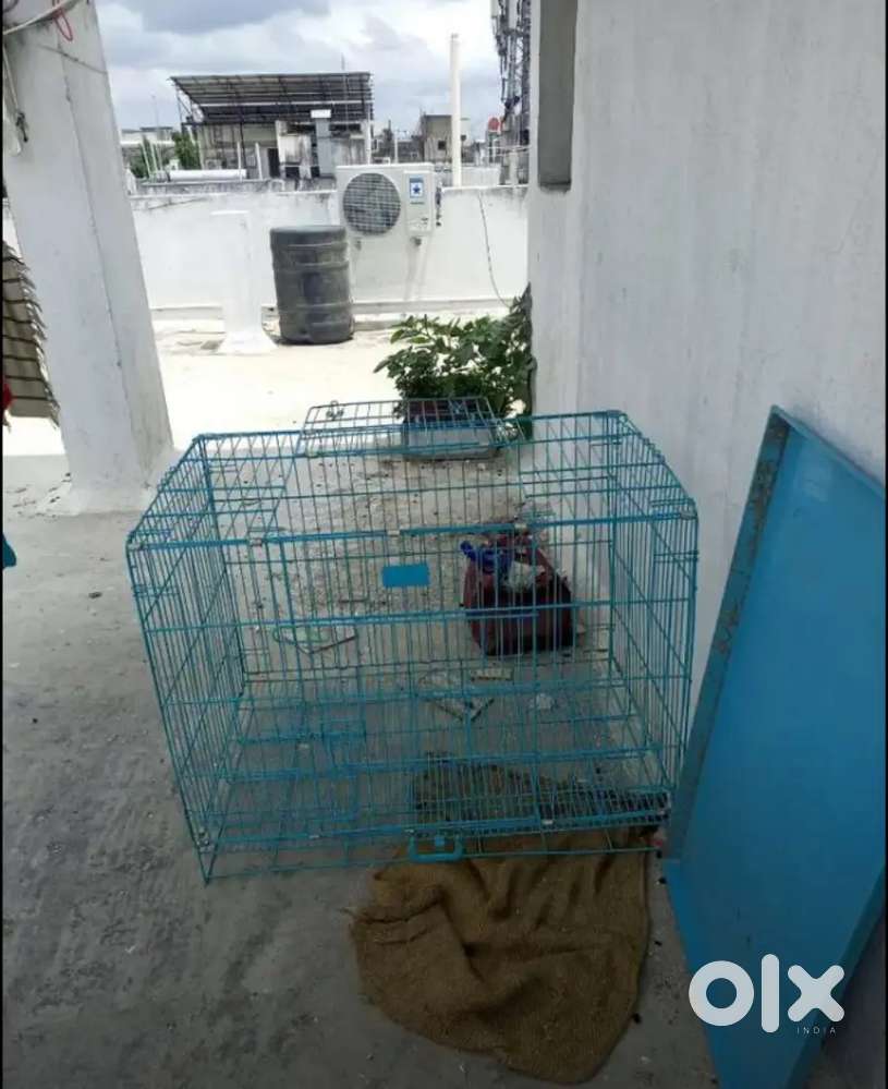 Puppy - Pets for sale in India | OLX