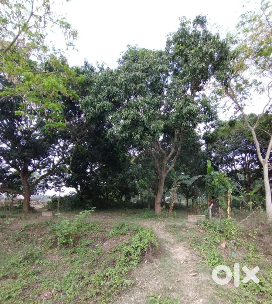 2 Katha Uchu Jomi Barasat Ghoshpara - Lands & Plots - 1824147847