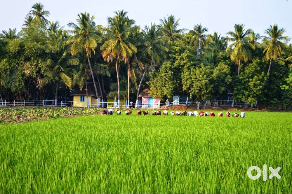 5 acre agri land sale in trichy - Lands & Plots - 1773086622