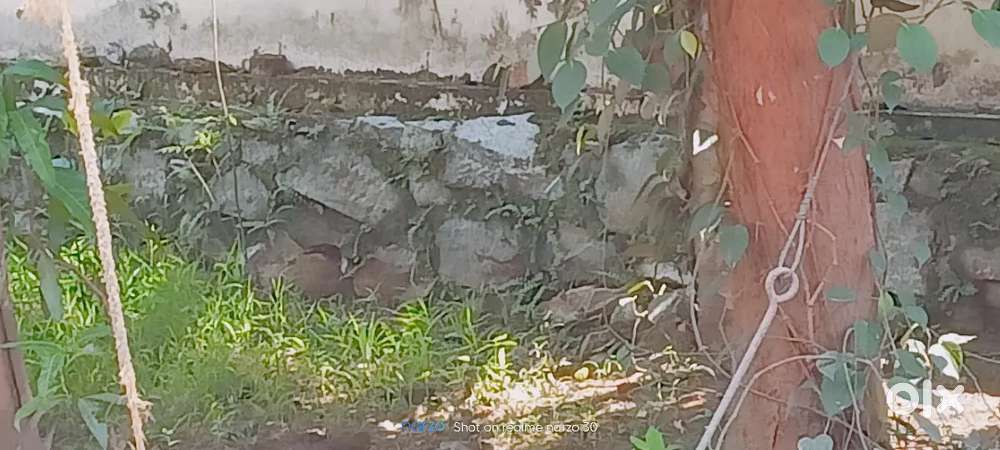 7 cent land for sale - Lands & Plots - 1805743422