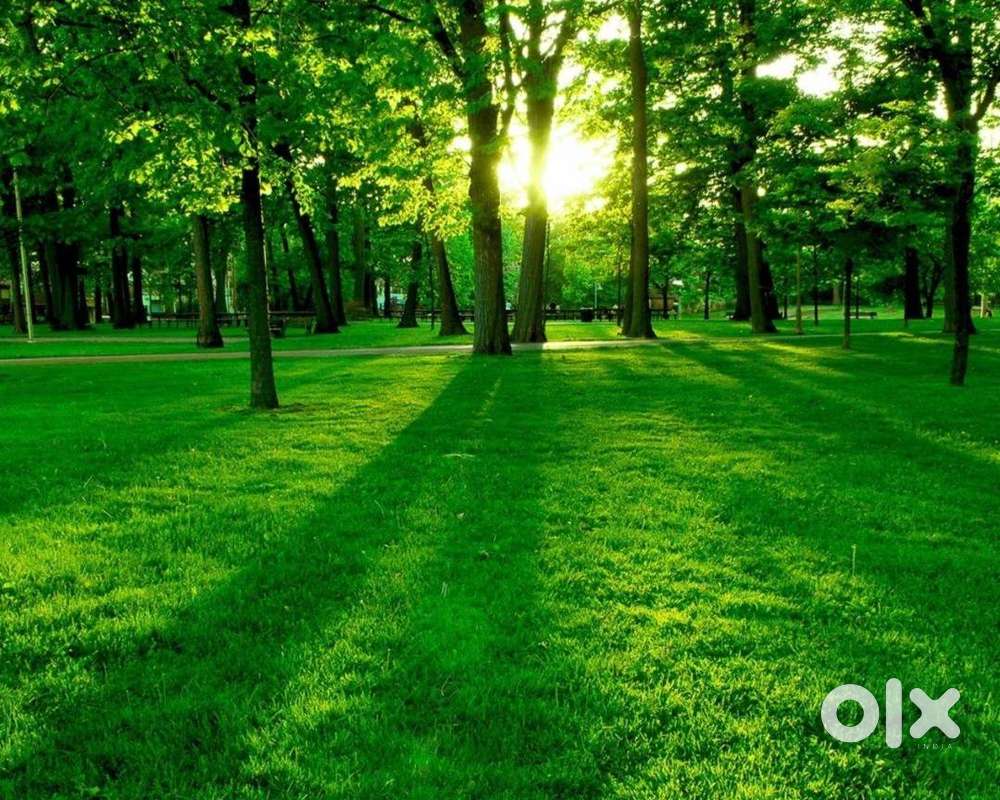 Jaldapara, Madarihat 14 Bigha Land for Sale - Lands & Plots - 1792040476