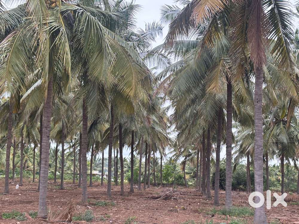 Super Coconut farm sale - Lands & Plots - 1818849306