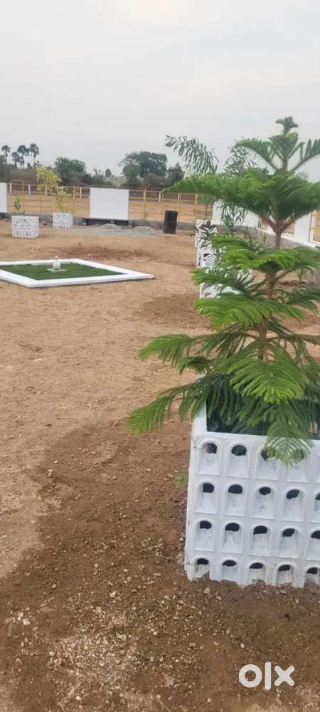 Low budget Fruit trees farm Land - Lands & Plots - 1800656991