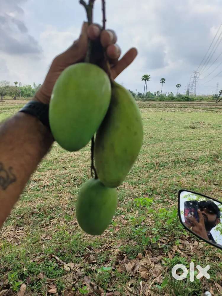 Mango land in 80 cents - Lands & Plots - 1802546268