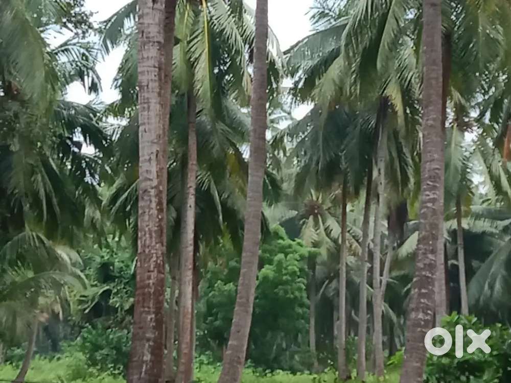 Coconut farm of 80 cents and each cent 1,80,000/- - Lands & Plots ...