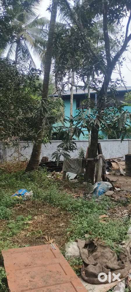 Road side aahn - Lands & Plots in Thrithallore, Vadanappally - 1832432895