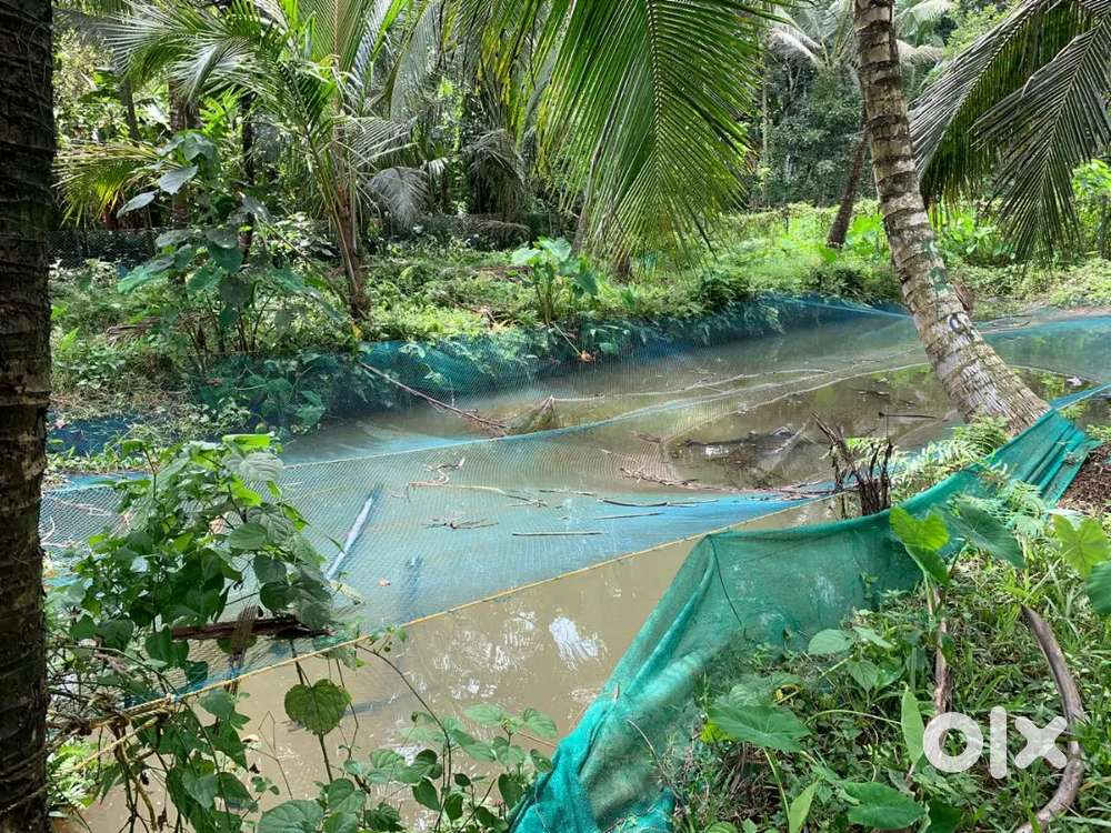 Coconut tree and fish pond - Lands & Plots - 1814974381