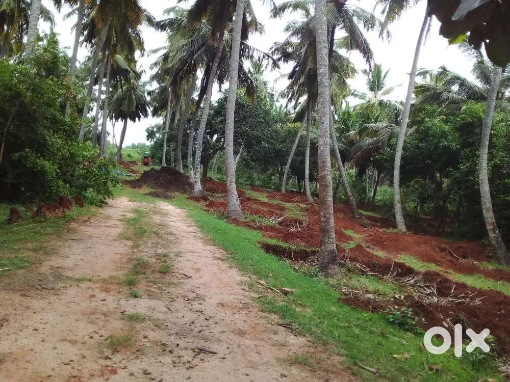 Big Farm Land; RENT/ LEASE; Collector Office (8kms) ; Coconut farm ...