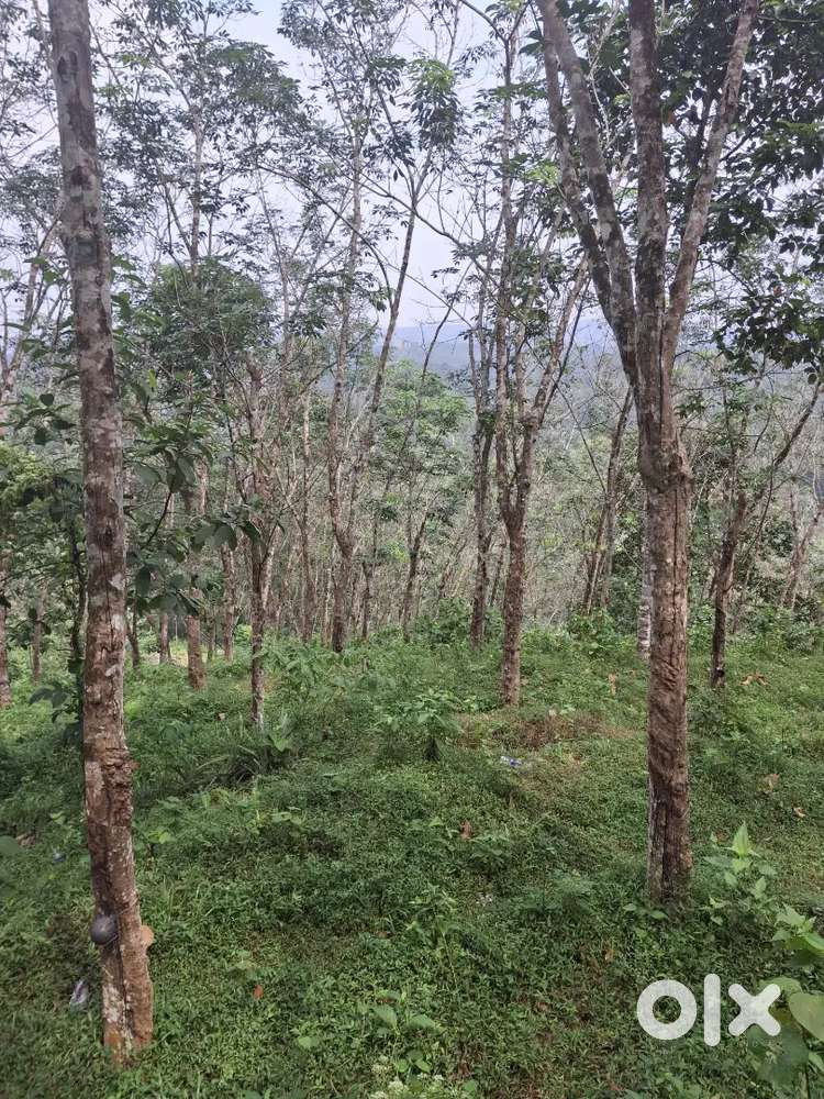 For sale 65 cent rubber estate - Lands & Plots - 1791522319