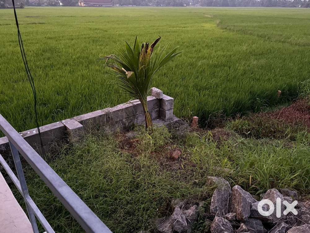 Land 7.3Cent and 11.4Cent filled paddy - Lands & Plots - 1821571559
