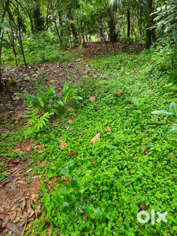 10.5 cent plot for sale KUMILITHALAKKAL,THURUMBAD, KILLY, KATTAKADA ...