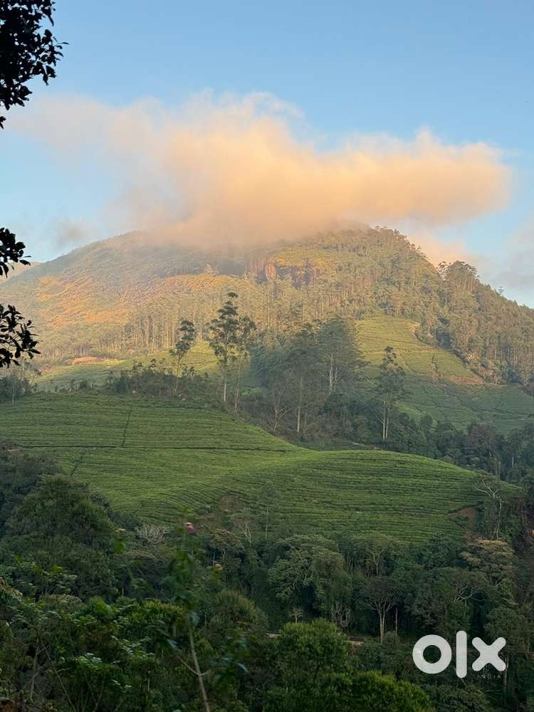 60 Acres Land for sale at munnar - Lands & Plots - 1808837431