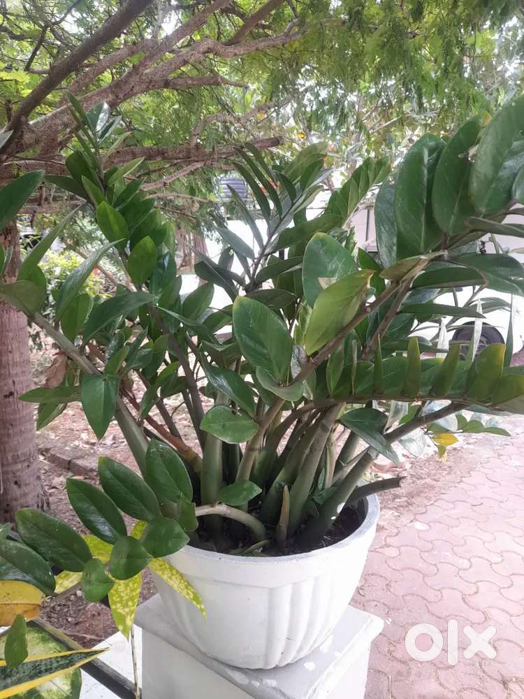 Zz plant sale - Home Decor & Garden in Anzam Vedia, Kalliasseri ...