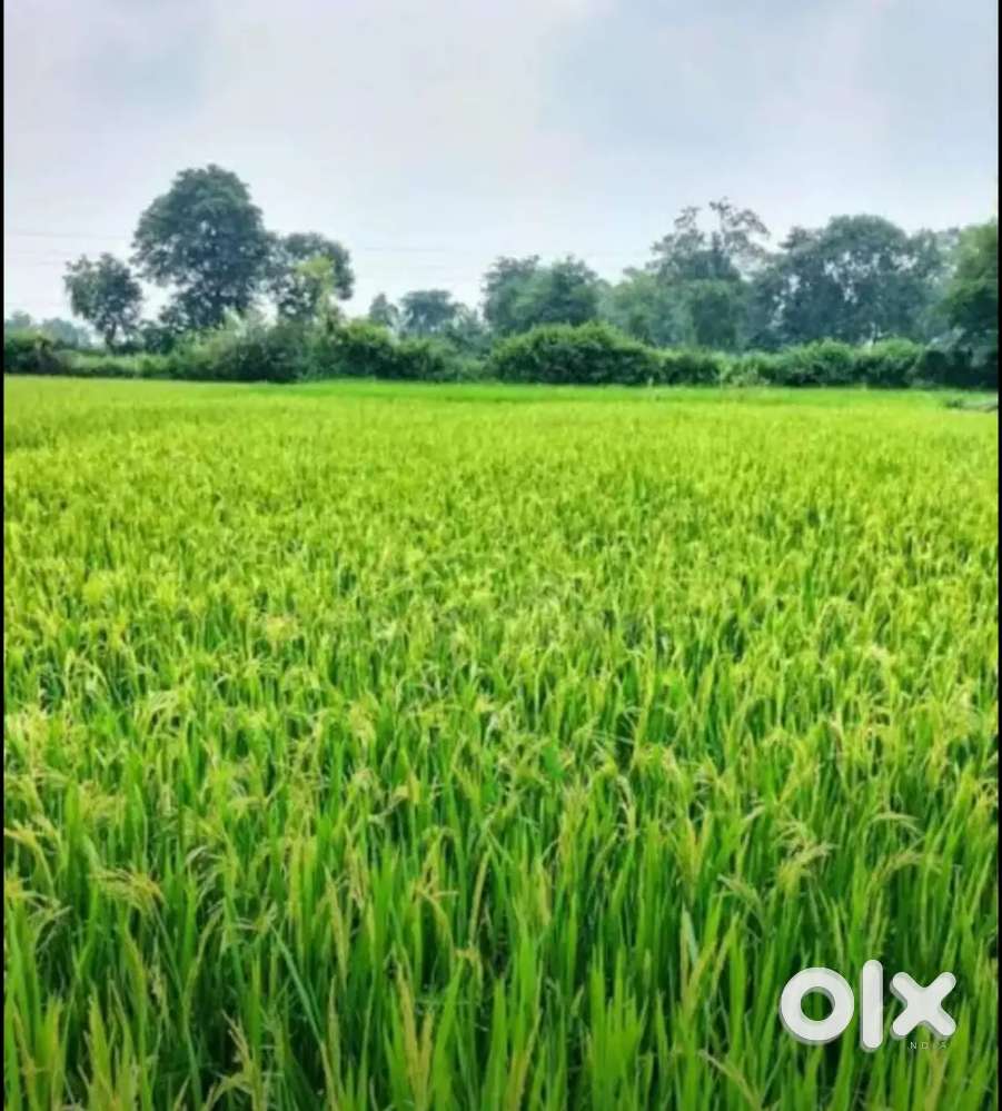 5 begha agriculture land at kamruddin Nagar - Lands & Plots - 1185005313