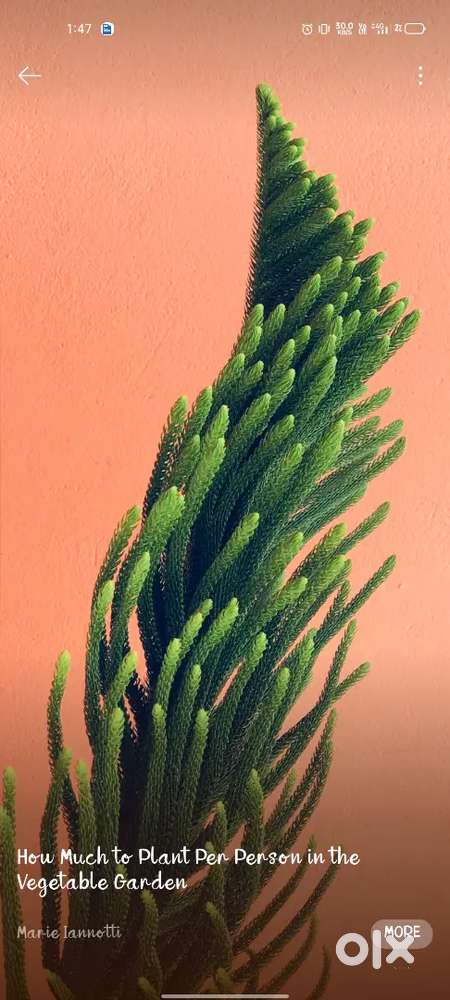 Wanted house for rent - For Rent: Houses & Apartments - 1808767109