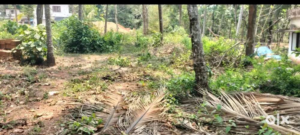 Kannapuram -punchavayal - Lands & Plots - 1804059306