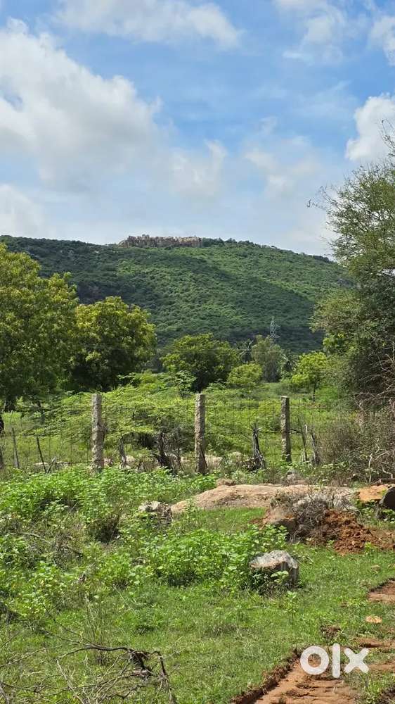 FARM Land for sale with Mountain view - Lands & Plots - 1797449252