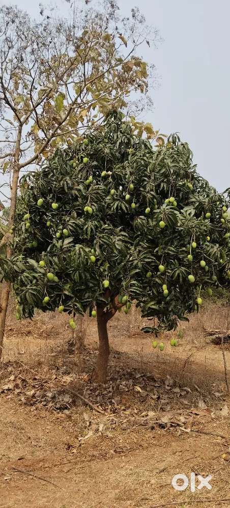 Fruit Plantation Farm Land Open Plots For Sale with Compound Wall ...