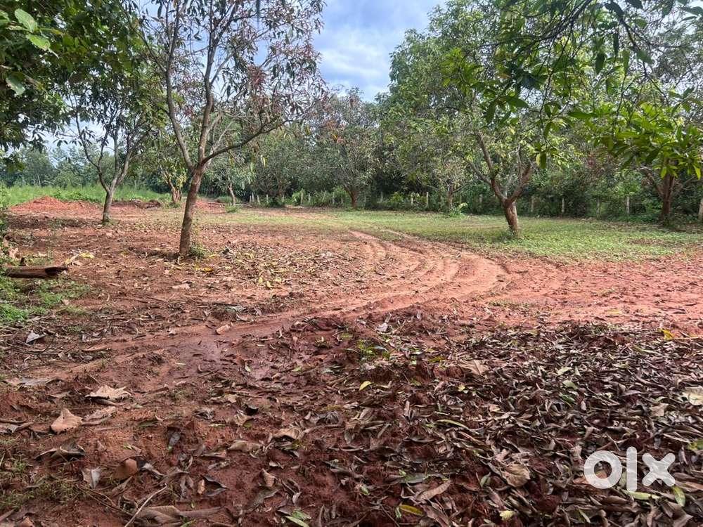 Agricultural land with mango trees - Lands & Plots - 1814524265