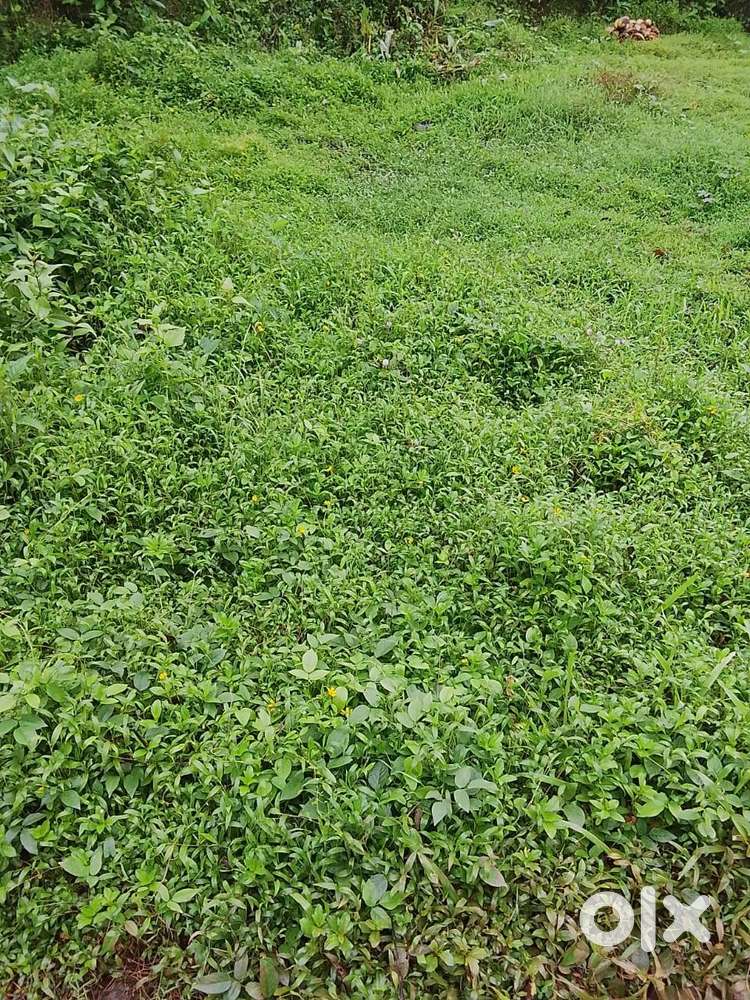 4 CENT LAND FOR SALE PUTHIYAR CALICUT - Lands & Plots - 1824413210