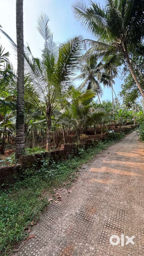 Plot for sale - Lands & Plots in Balusseri, Kozhikode - 1827785938