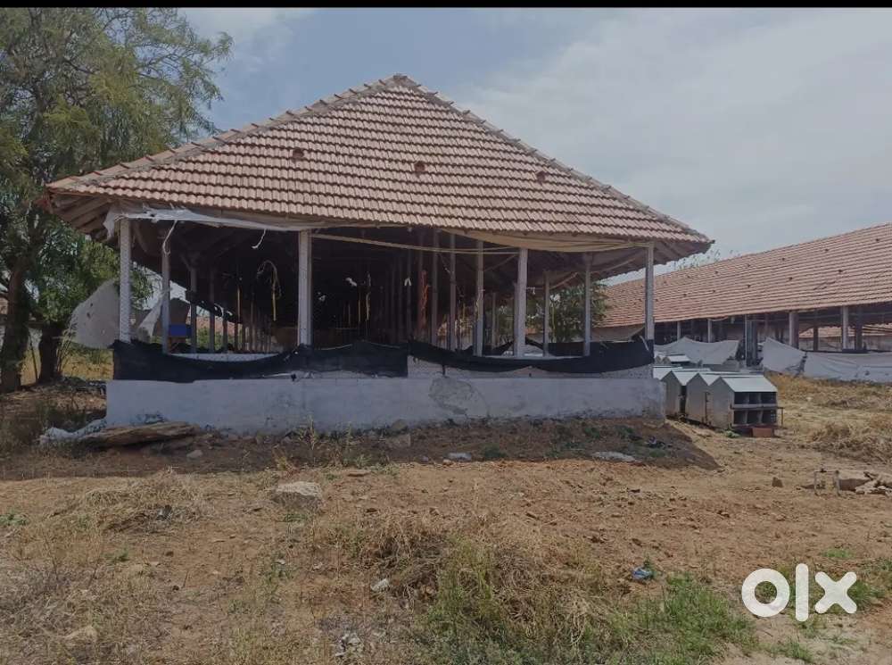 poultry farm rent - Lands & Plots - 1816728303