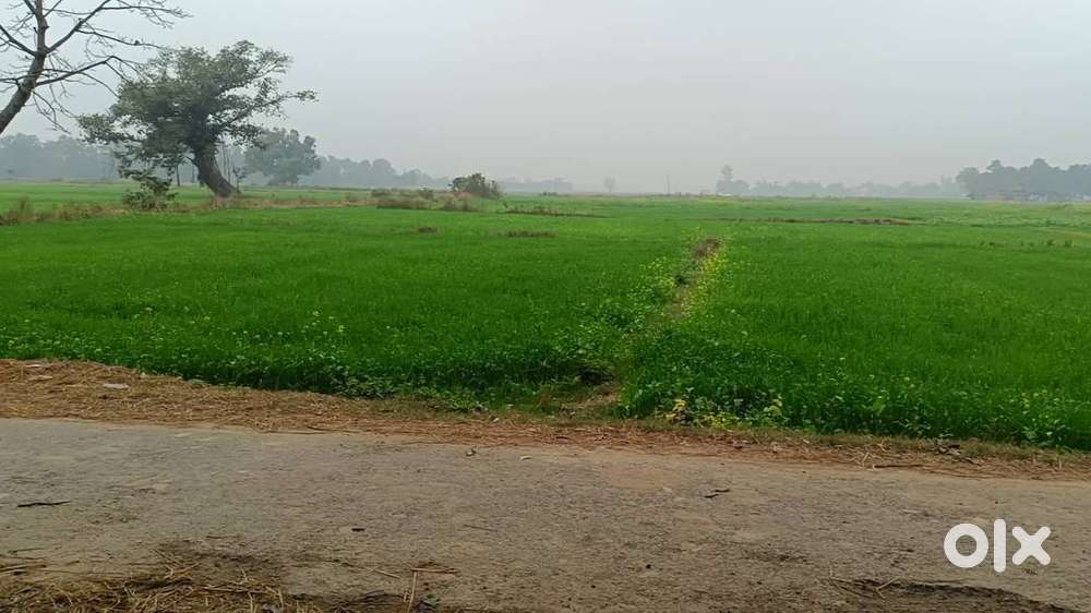agriculture land 124 mandi - Lands & Plots - 1807256635