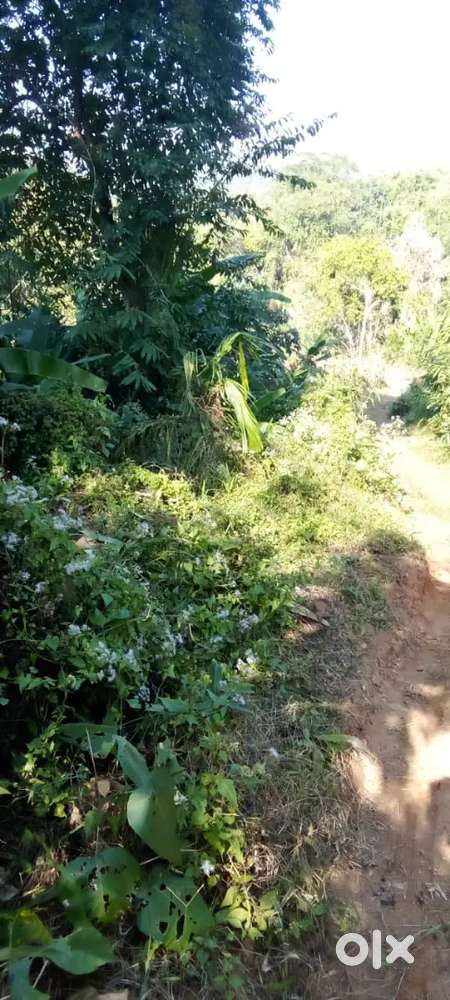 Umsiang(jan assam) - Lands & Plots - 1805109804