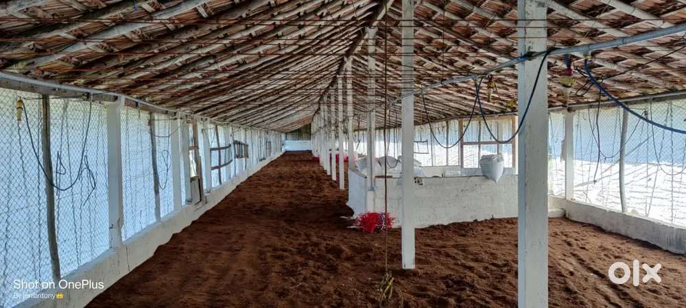 9000 sqft running poultry farm for rent in kerala border tamilnadu ...
