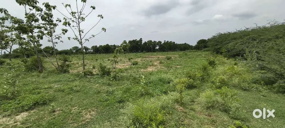 PLOT FOR SALE IN AMMOOR - Lands & Plots - 1825937839