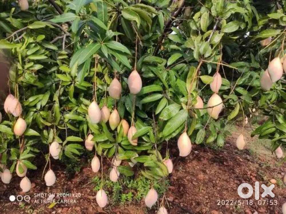 Thothapuri mango thota 4 acres only mangos not land - For Sale: Houses ...