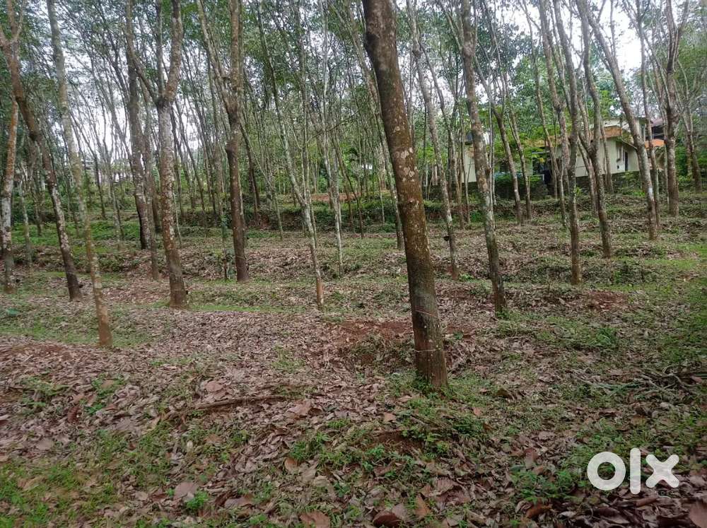 25 cent Plot for sale @ 90000/cent - Lands & Plots - 1821617347