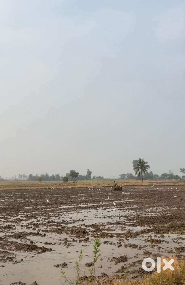 Agriculture Land in Atchutapuram - Lands & Plots - 1791511207