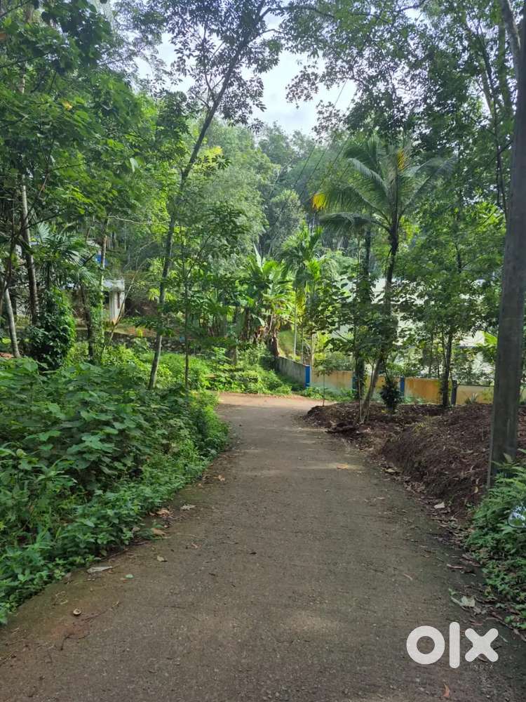 10 cent plot for sale with rubber tree - Lands & Plots - 1813641990